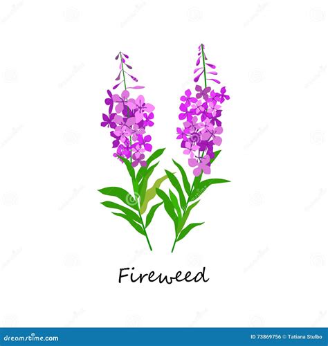 Fireweed Cartoons Illustrations And Vector Stock Images 765 Pictures