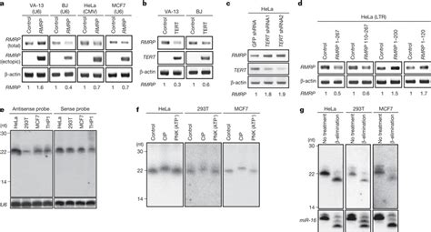 Effects Of Dsrna Produced By The Tert Rmrp Rdrp A Semi Quantitative Download Scientific
