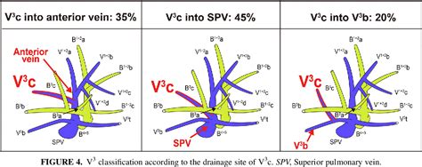 Figure 4 From Segmentectomy Oriented Anatomical Model For Enhanced