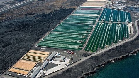 Microbial Biotech In Waste Management Waste Not Want Not