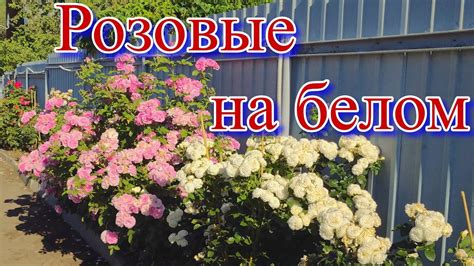 Обзор четырёх сортов роз не вошедших в лидеры продаж. - YouTube