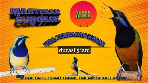 Masteran Cucak Cungkok YouTube