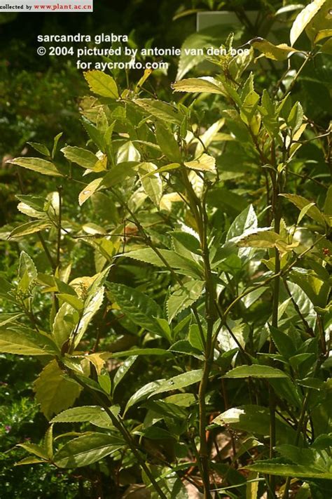 Sarcandra Glabra Thunb Nakai