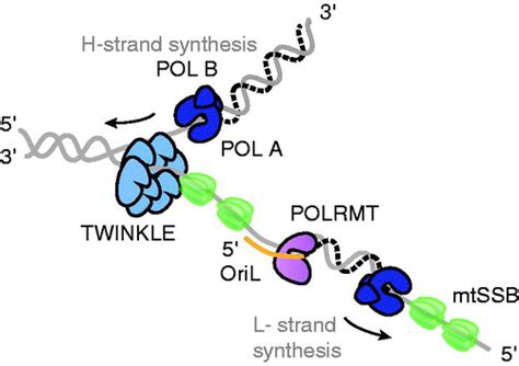 Mitochondrial Dna Replication