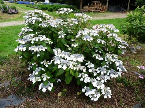 Hydrangea Macrophylla Veitchii