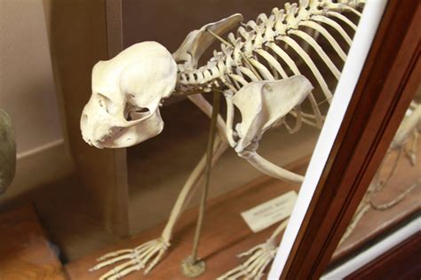 Proboscis Monkey On Tumblr