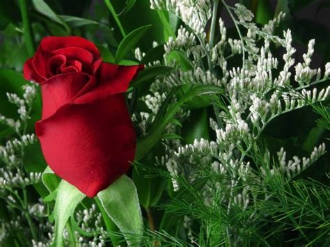 Gambar Paling Cantik Untuk Wallpaper Free Yang Paling Cantik