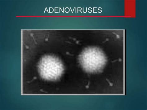 Dna Virus Replication Pptx