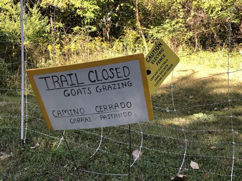 Cliff Drive Goat Herd Chews And Charms Northeast News