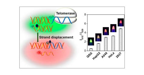 Ratiometric Fluorescent Biosensor For Visual Discrimination Of Cancer Cells With Different
