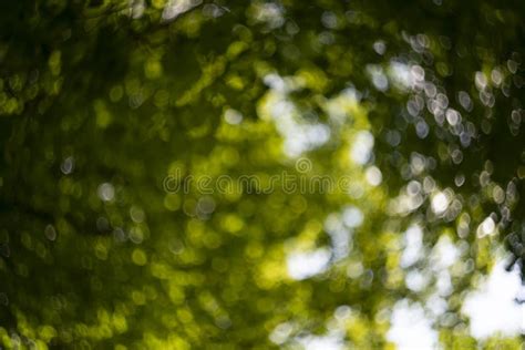 Defocused Trees Natural Bokeh Blurry Background Stock Image Image