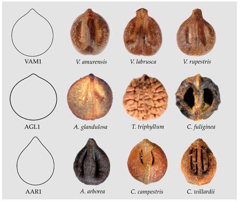 Seed Geometry In The Vitaceae