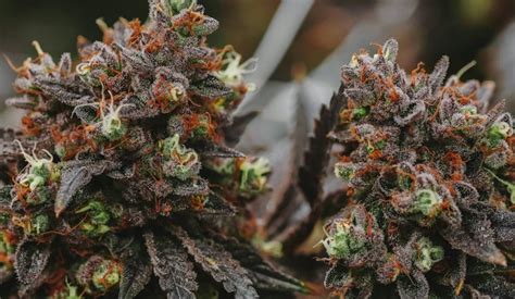 Texas Lawmakers Clash Over Senates Restrictive Amendment To Medical