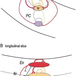 Different Planes Of Section Of Piriform Cortex PC Slices A A Sketch