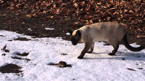 Hallo Kleine Maus Youtube