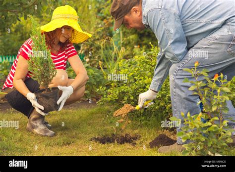 Couple Planting A Tree Together On A Summer Day Stock Photo Alamy