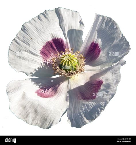 Opium Poppy Papaver Somniferum Capsule Cut Out Stock Images And Pictures