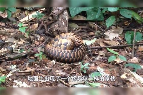 小伙上山采蘑菇，竟发现一条“蜷缩的蛇”，靠近后吓得掉头就跑！上山小伙