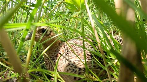 There Is A Nest Of Wild Eggs In The Grass And The Mother Has Returned在