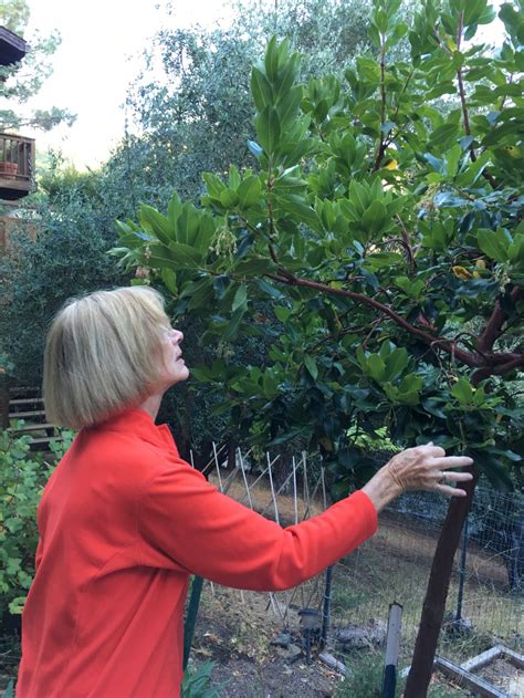 Pj Bremiers Fine Living Insights On Hillside Gardening Marin