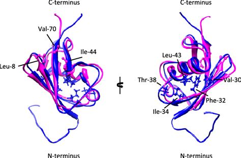 UBD And SIM Interaction Surfaces On Ub And SUMO Are Not Conserved Download Scientific Diagram