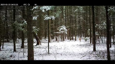 Poor Girl Is Seen Here With Mange Not Sure If This Is The Female