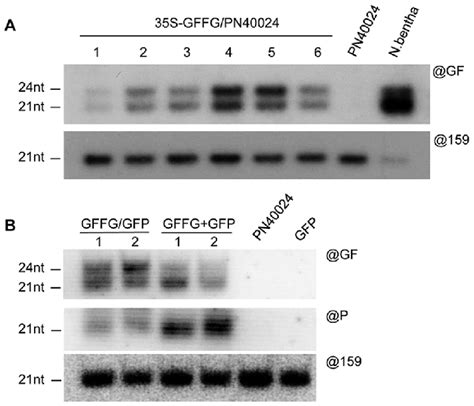 Efficient Rna Silencing Triggered By Inverted Repeat Constructs In Download Scientific Diagram