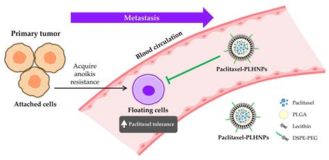 Molecules Free Full Text Plga Lipid Hybrid Nanoparticles For