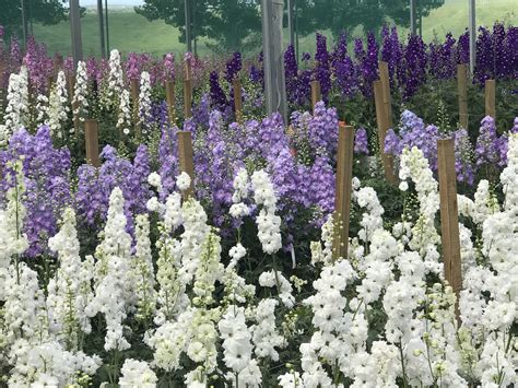 Dowdeswells Delphiniums New Zealand Delphiniums