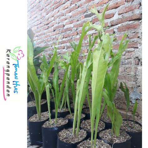 Jual Tanduk Rusa Tanah Tanaman Hias Shopee Indonesia