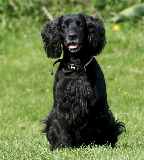 Free Images Pet Cocker Spaniel Vertebrate Dog Breed Miniature