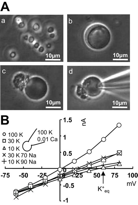 Patch Clamp Assay On Nttpk1 Expressed In Giant Yeast Vacuoles A Download Scientific Diagram