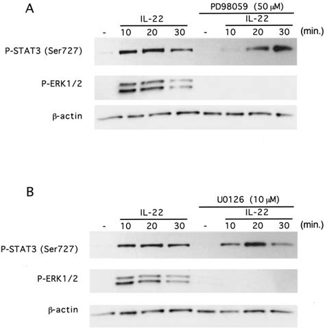 Il 22 Induces Serine Phosphorylation Of Stat3 510 5 H4iie Cells Were