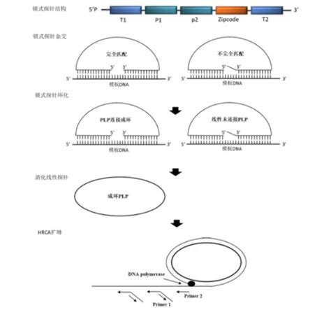 锁式探针 滚环扩增 恒温扩增 引物设计 试纸条检测方法 哔哩哔哩