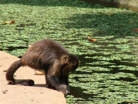 Fotos De Natureza Macaco Prego