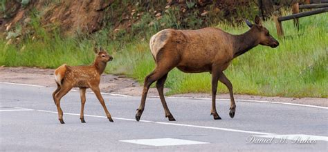 Evergreen Mayor Meet The Candidates 🎉 🐶 Benjamin Golden Retriever Age 10 🐶 Benjamin Was