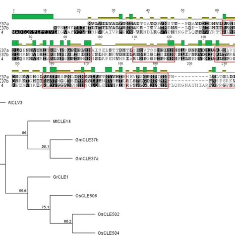 Multiple Sequence Alignment Of Soybean Glycine Max Cle Download