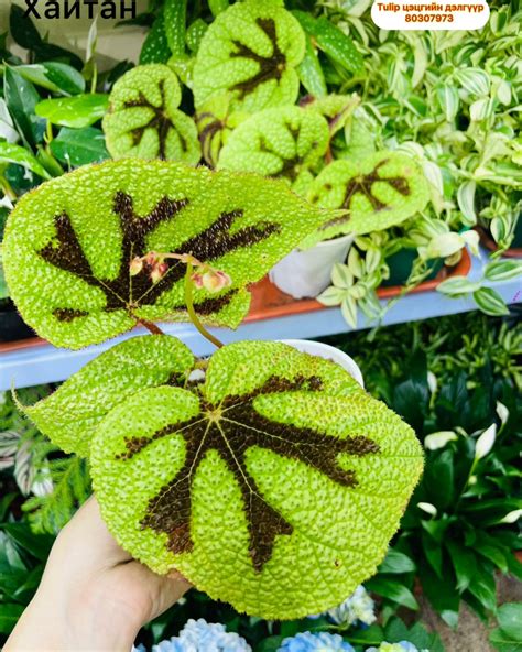 Tulip Tulip цэцгийн дэлгүүр таримал болон хиймэл цэцэг