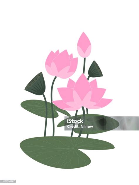 흰색 배경에 평면 디자인에 잎과 연꽃의 포드와 핑크 연꽃 꽃 벡터 일러스트레이션 0명에 대한 스톡 벡터 아트 및 기타 이미지 0명 꽃 나무 꽃 식물 Istock