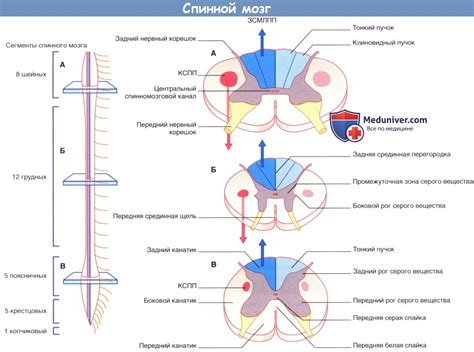 Топография и характеристика спинного мозга