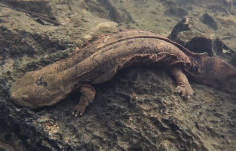 Elie Dolgin The Seattle Times