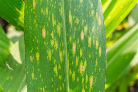 Corn Pests Identification And Control Tips