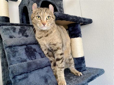 保護猫カフェ『meooow』 On Twitter みみちゃんが正式譲渡になりました！初日からベッドの上でヘソ天するくらいリラックス