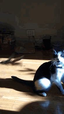 Curious Cat S Tenor