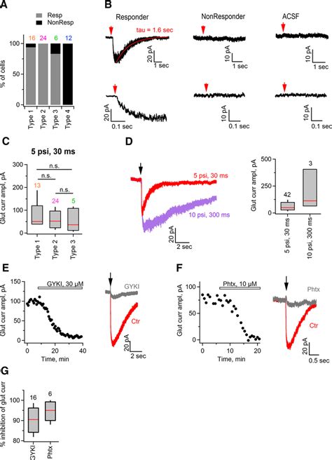 The Majority Of Scs In The Developing Mouse Sciatic Nerve Express Download Scientific Diagram