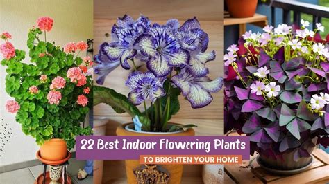 22 Best Indoor Flowering Plants To Brighten Your Home