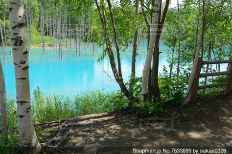 白金青い池の写真・画像素材 7533889 Snapmart（スナップマート）