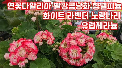 연꽃다알리아 야생화꽃모종 다년생꽃모종 노지월동식물 베란다화초 Youtube