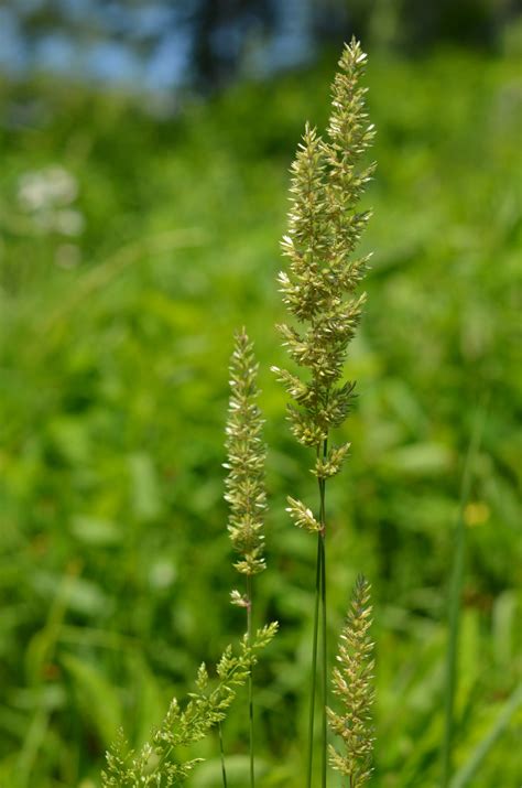 June Grass Hamilton Native Outpost