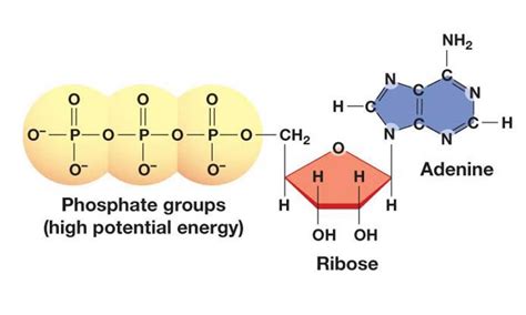 Atp Molecule Parts